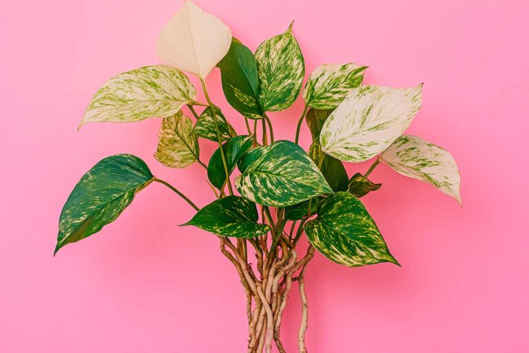 Talee fai-da-te: le migliori piante da propagare in primavera