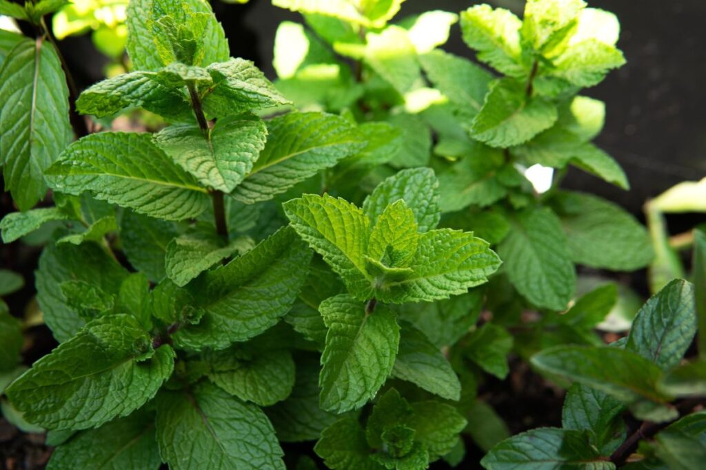 Menta che si allarga troppo? Il trucco per tenerla sotto controllo ...