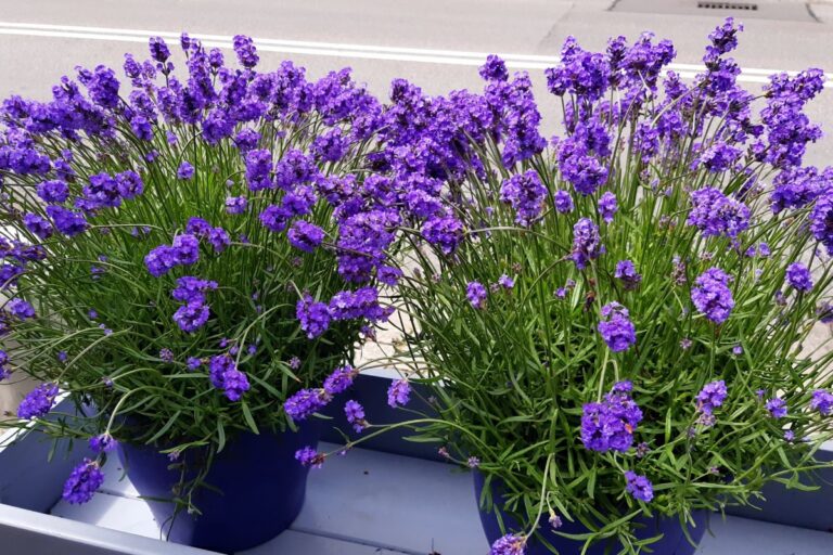 Il trucco per moltiplicare la tua lavanda e riempire il balcone