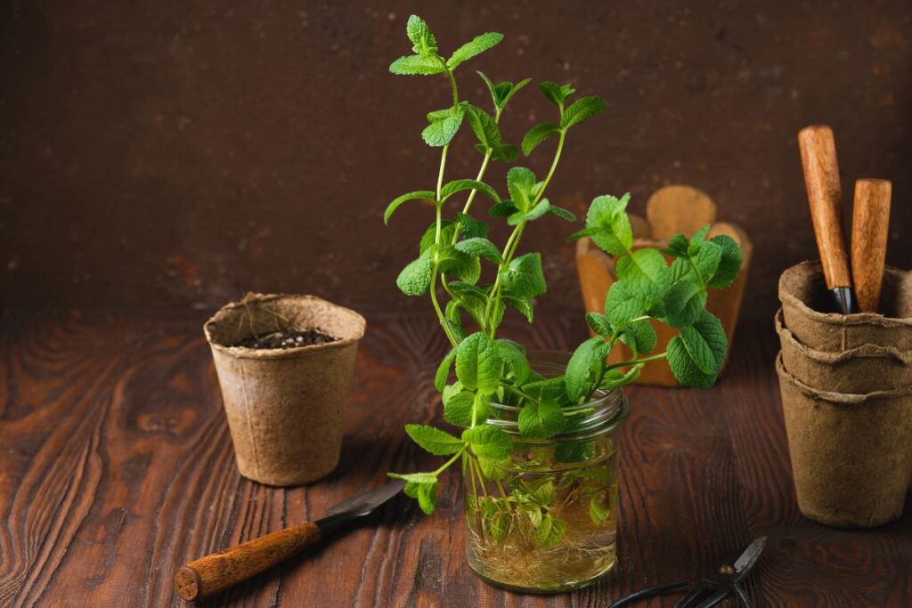 Talea di menta: il trucco per avere sempre foglie fresche in cucina