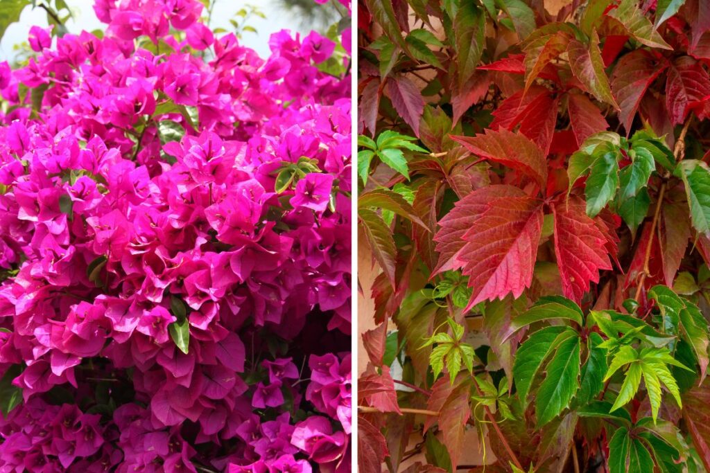 7 piante rampicanti che trasformano un muro spoglio in una parete ...